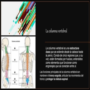 anatomia de la columna vertebral: estructura y funciones de sus ...