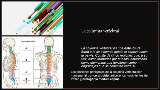 Regiones De La Columna Vertebral