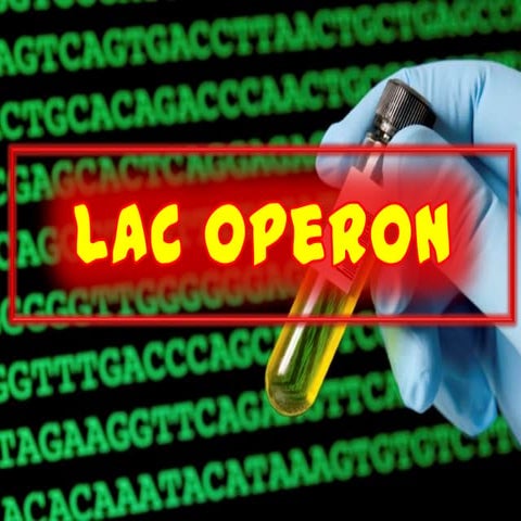 Lac operon | PPT
