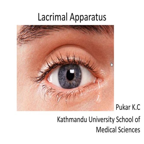 Anatomy of lacrimal gland | PPTX