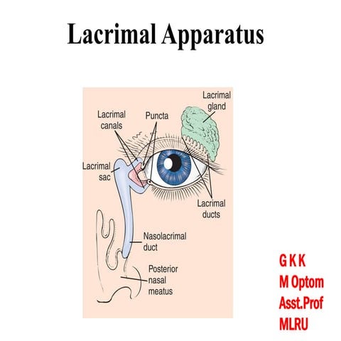 Anatomy of lacrimal gland | PPTX