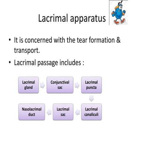 Anatomy of lacrimal gland | PPTX