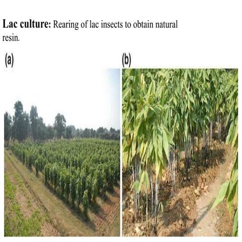 AEN 202 - LAC CULTURE.pptx