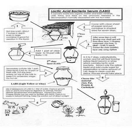 HOW TO MAKE LACTIC ACID BACTERIA SERUM (LABS OR LAS) | PDF