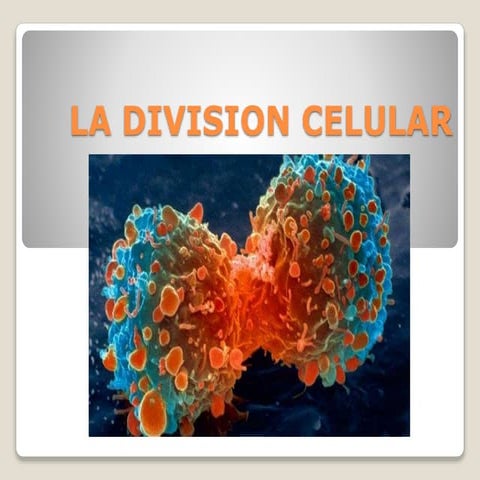 Tema 47 Formas de división celular: fisión binaria (efectos genéticos ...