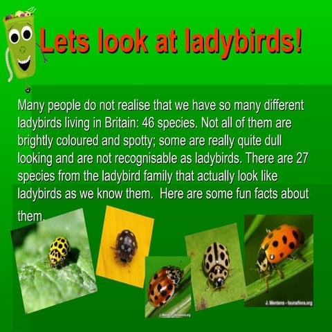Lady bird | PPT