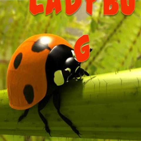 Ladybug Description | PPT