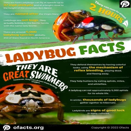 Ladybug infographic | PDF
