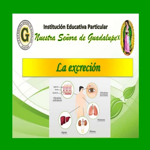 LA EXCRECIÓN | PPT