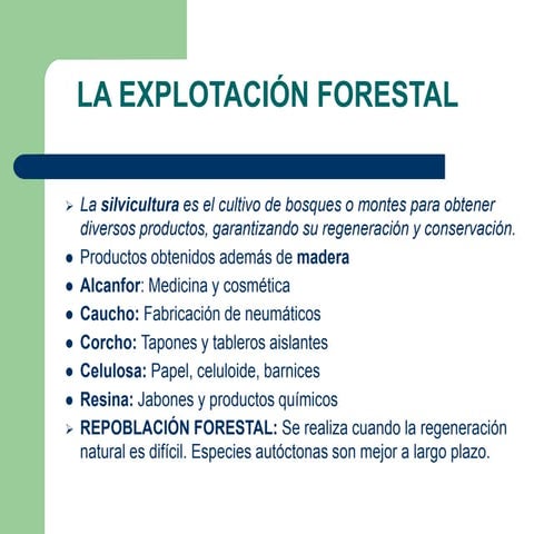 La Explotación Forestal (die Waldwirtschaft) | PPT