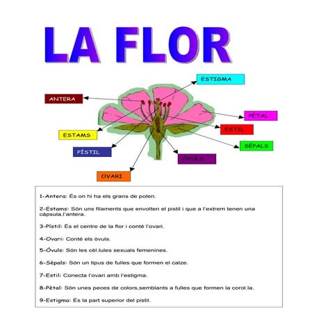 Estigma De Flor