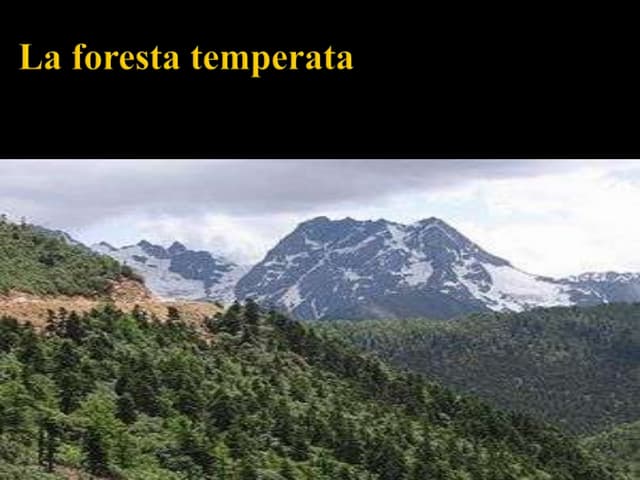 Foresta di latifoglie | PPT