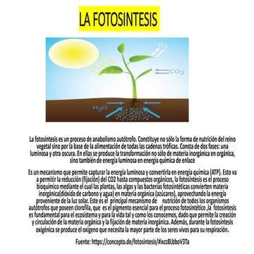 la fotosíntesis y sus fases e importancia | PPTX