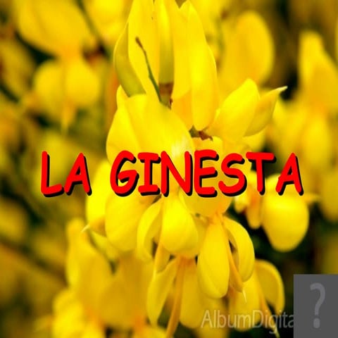 La ginesta | ODP