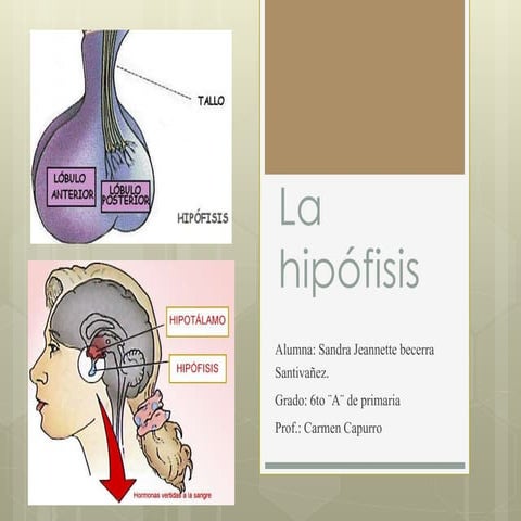 La Hipófisis Pptx