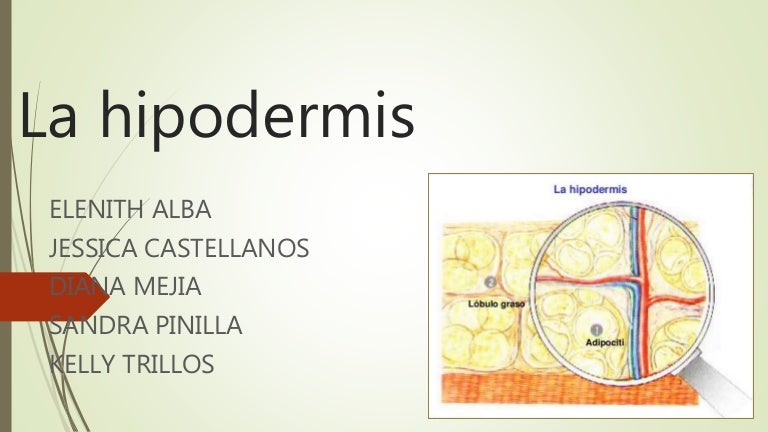 La hipodermis
