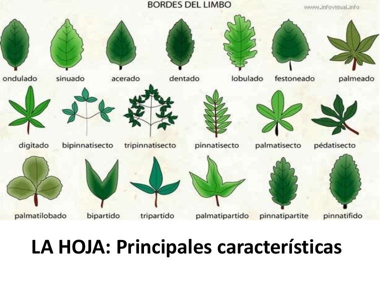 La hoja 2