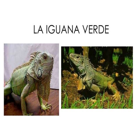 La Iguana Verde | PPT