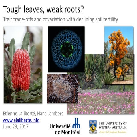 39th New Phytologist Symposion Plant Trait Covariation Ppt