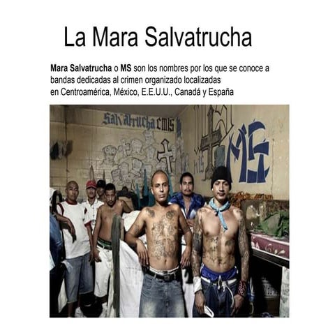 La mara salvatrucha antonia-isabelle | PPTX