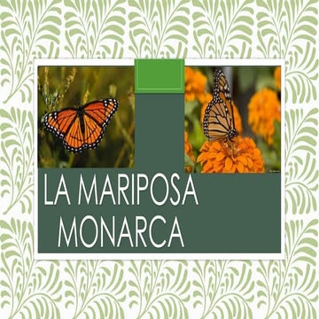 La mariposa monarca | PPTX
