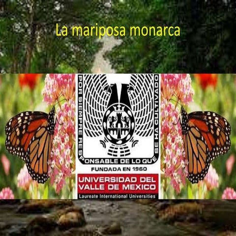 La mariposa monarca proyecto info | PPTX