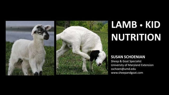 Sheep and Goat feeding .pptx | Veterinary Medicine | Pets