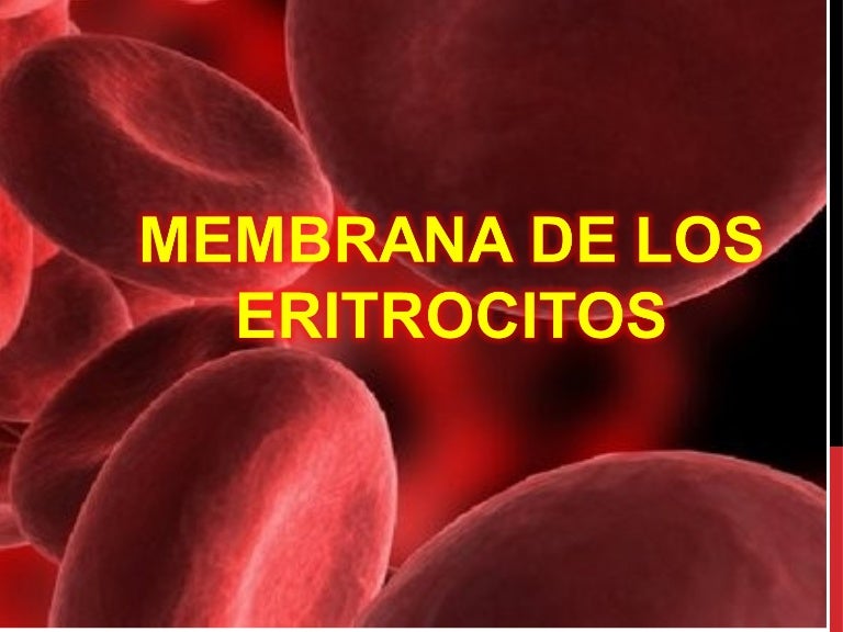 Estructura del eritrocito membrana hemoglobina enzimas membrana ...