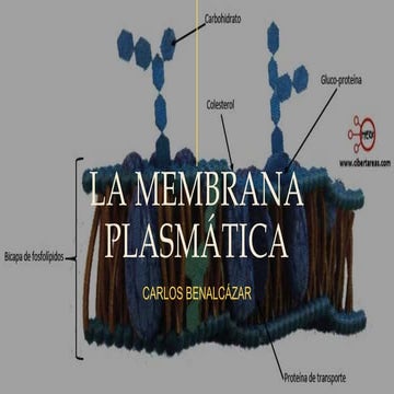 La Membrana Plasmática Celular | Biología Celular | PPTX