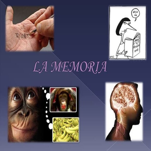Anatomía De La Memoria Kenhub Español Kenhub Español Added A New