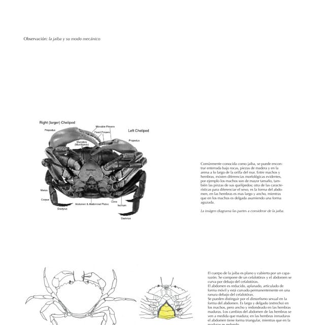 Estudio de la jaiba | PDF