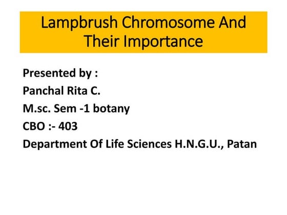 LAMPBRUSH CHROMOSOMES | PDF | Genetics | Science