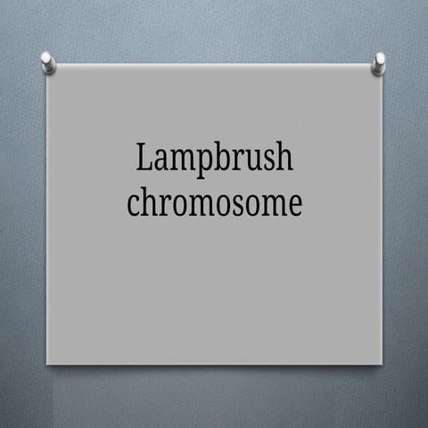 Lampbrush chromosome slideshare 2026.pptx
