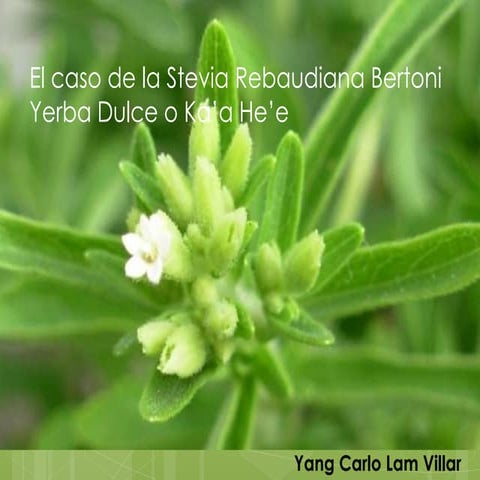 Stevia | PPTX