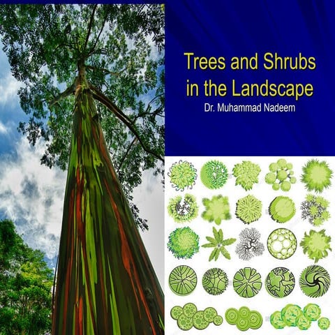 trees and shrubs in the landscape and uses | PPT