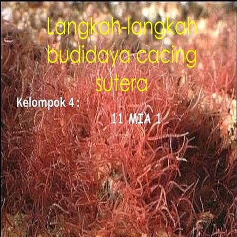Langkah-langkah budidaya cacing sutera-1.pptx