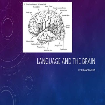 Language And The Brain FINAL.pptx | Brain and Nervous System Disorders ...