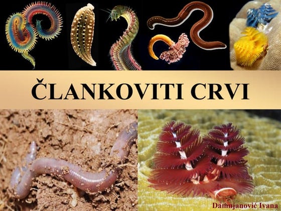 UVOD SISTEM ORGANA kod covjeka obuhvata | PPT