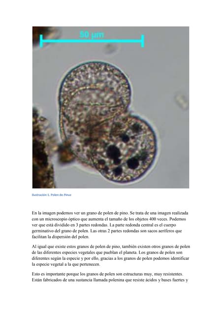 3 el grano de polen morfología,estructura y diversidad | PDF