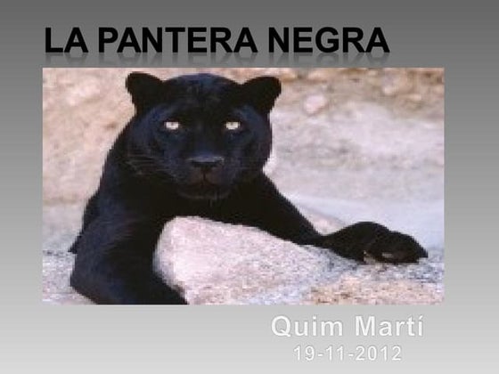 Granota punta de fletxa groga i negra ( Dendrobates leucomelas ) | PPTX