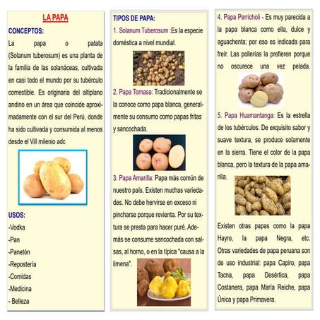LA PAPA.pdf tríptico para el día de La papa | PDF