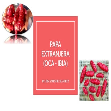 CULTIVO Y USO GASTRONOMICO DE LA PAPA EXTRANJERA | PDF