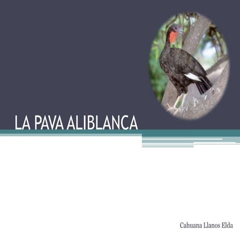 La pava aliblanca | PPTX