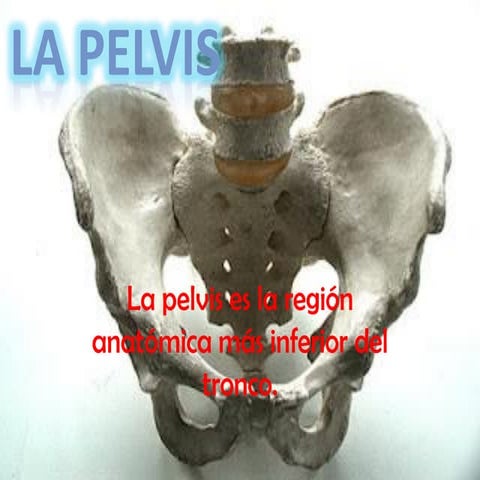 Anatomía de la pelvis femenina (Obstetricia) | PPTX