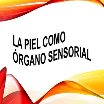 Corpusculos de la piel | DOC