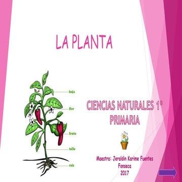 Partes_de_la_Planta en diapositivas full color1 | PPTX