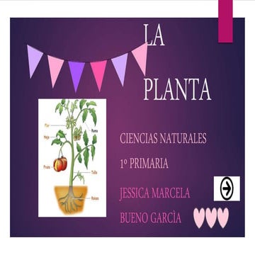 La planta jessica bueno 12º | PPTX