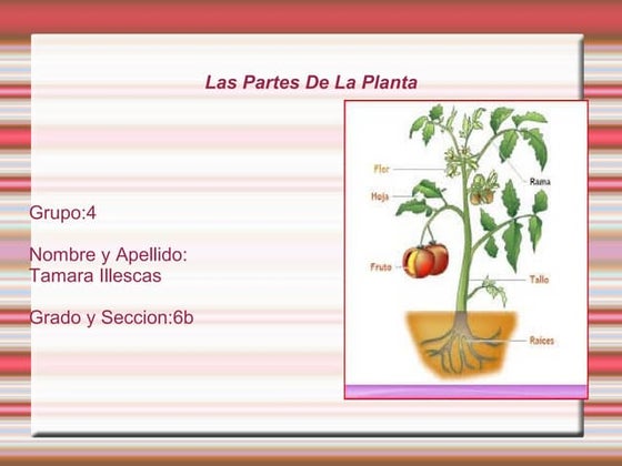 La planta y sus partes | ODP | Agriculture | Industries