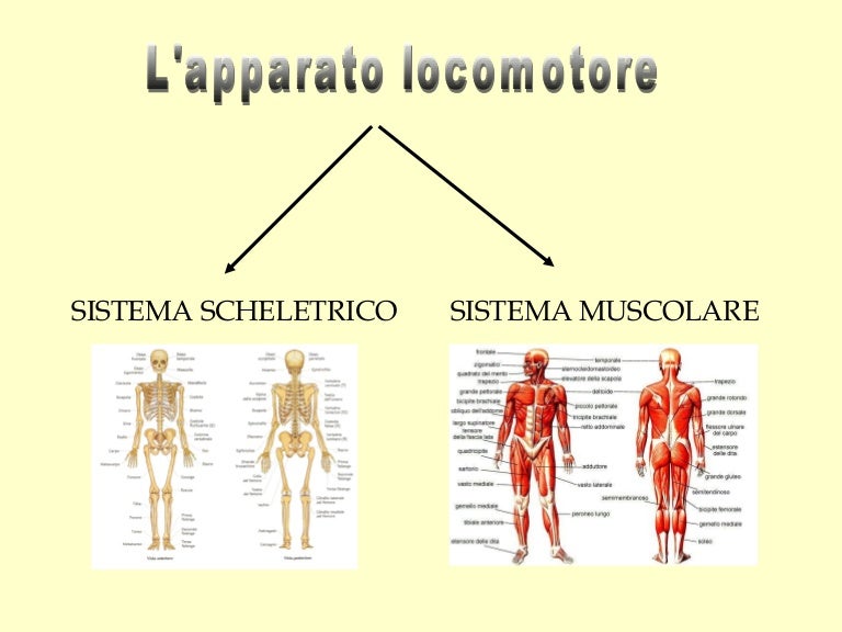 L'apparato locomotore