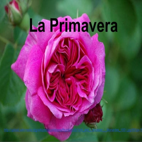 La primavera presentacion proyecto | PPT